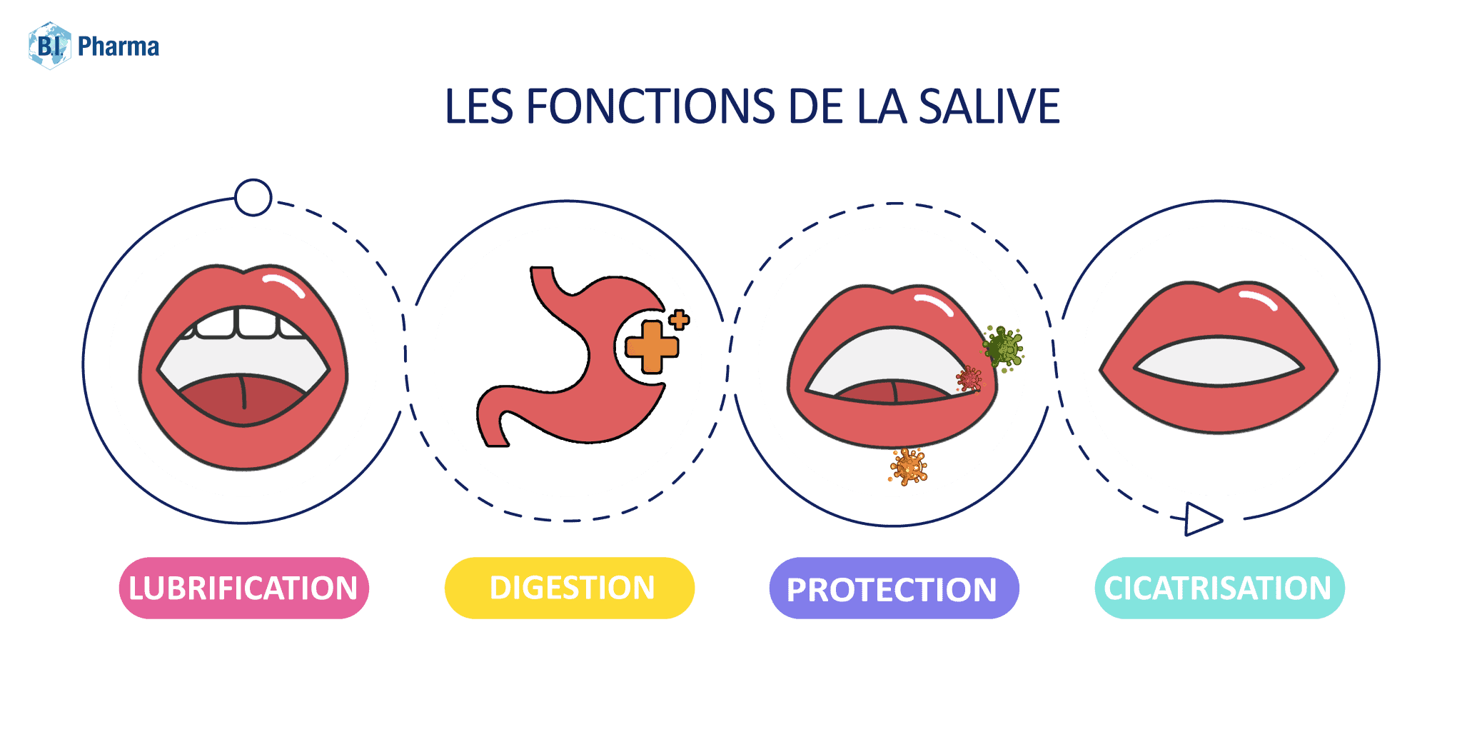 Salive : rôles et nécessité d'une bonne stimulation