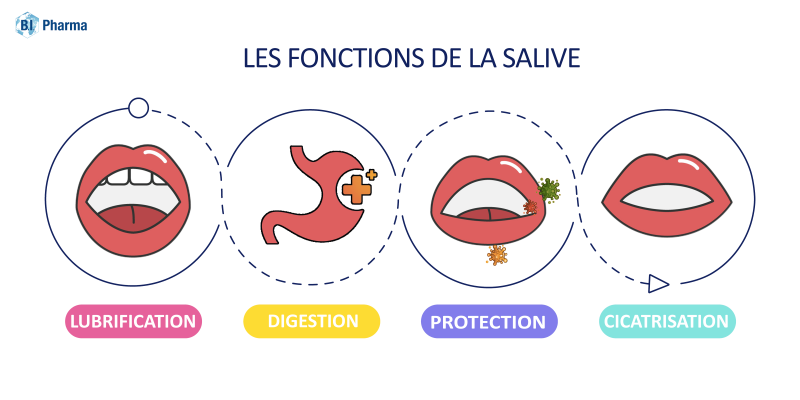 Salive : rôles et nécessité d'une bonne stimulation
